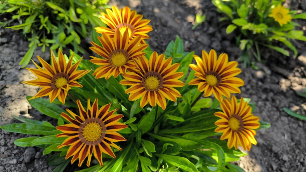 9 Common Garden Flowers That Are Incredibly Invasive