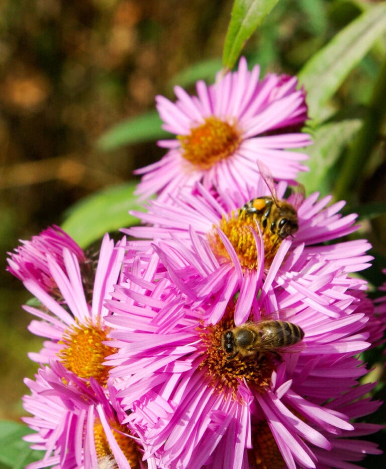 14 Native Plants For Pollinators In Midwest Gardens