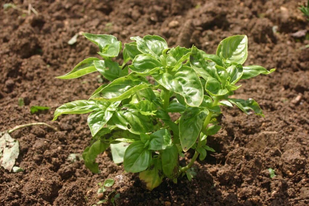 9 Common Basil Growing Problems And How To Fix Each One