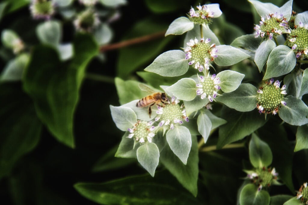 14 Native Plants For Pollinators In Midwest Gardens