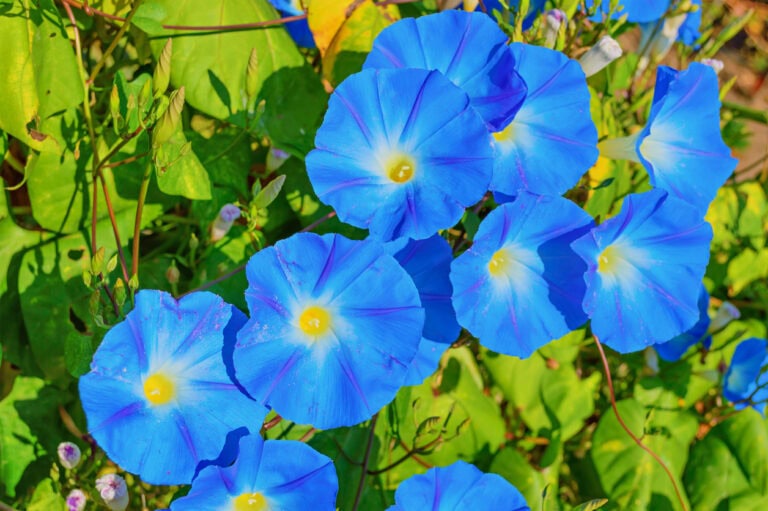 9 Common Garden Flowers That Are Incredibly Invasive