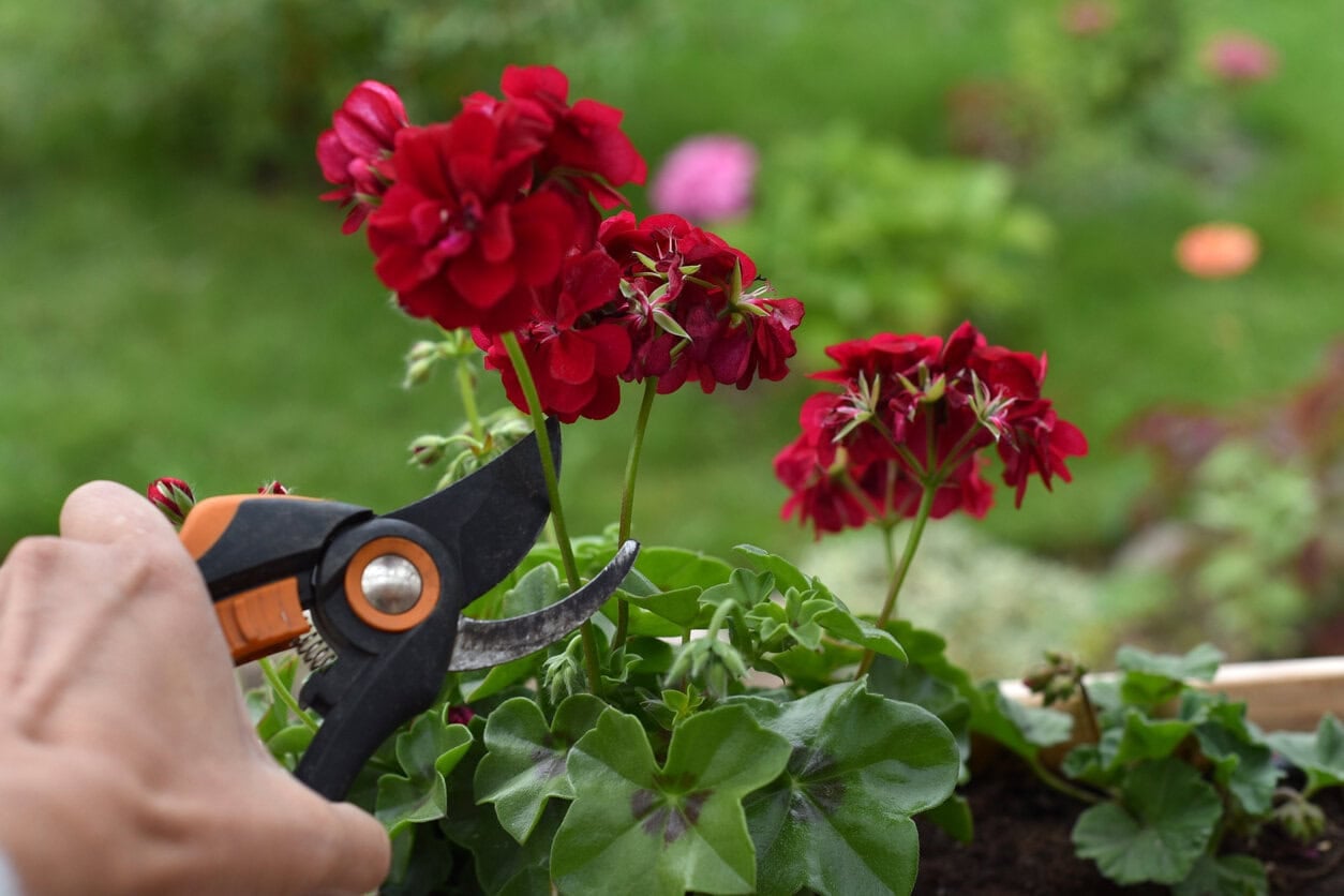 How To Deadhead Geraniums For Continuous Blooms All Summer