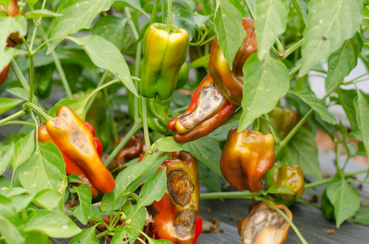 10 Common Pepper Problems & The Fastest Way To Fix Them