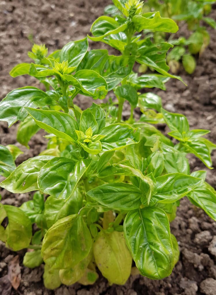 9 Common Basil Growing Problems And How To Fix Each One