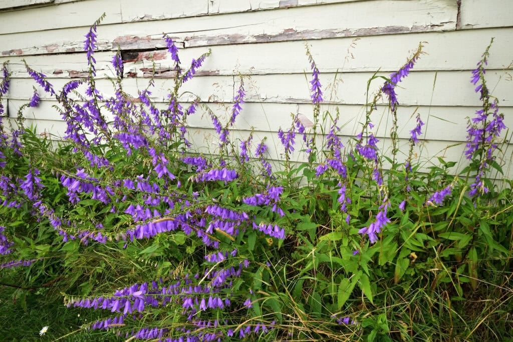 9 Common Garden Flowers That Are Incredibly Invasive