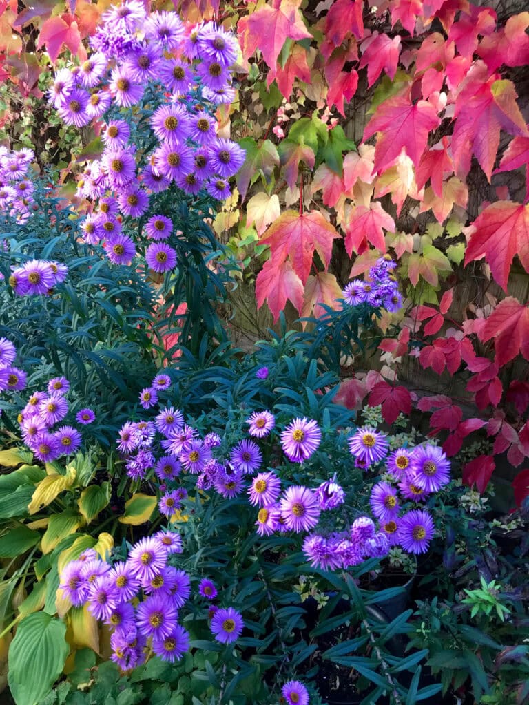 12 Fall-Blooming Perennials That Keep Your Garden Colorful