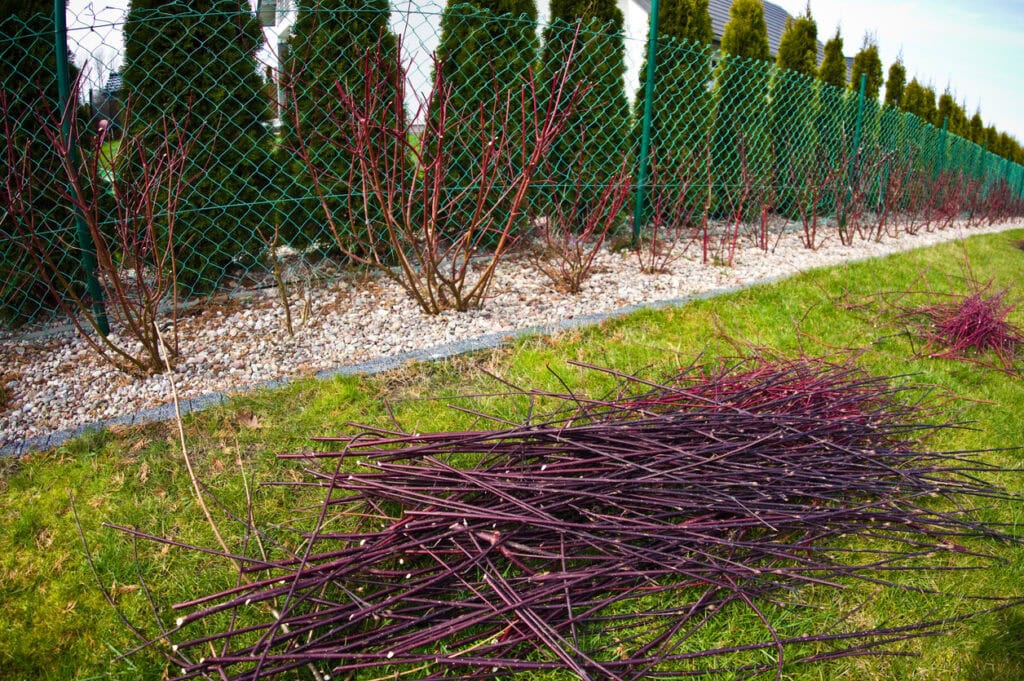 9 Non-Invasive Privacy Shrubs That Are Fast-Growing & Native