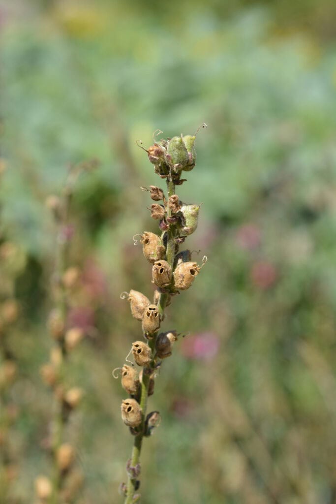 How to Deadhead Snapdragons for More Blooms All Summer