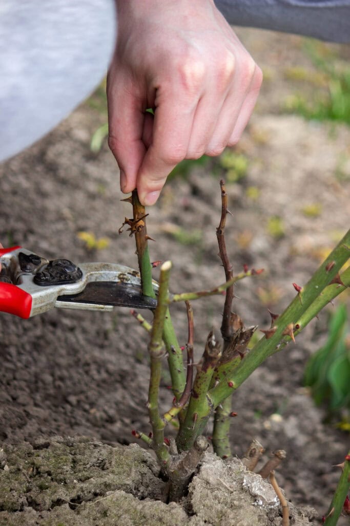 Cut Back Or Leave Alone? What To Do With Roses After They Bloom