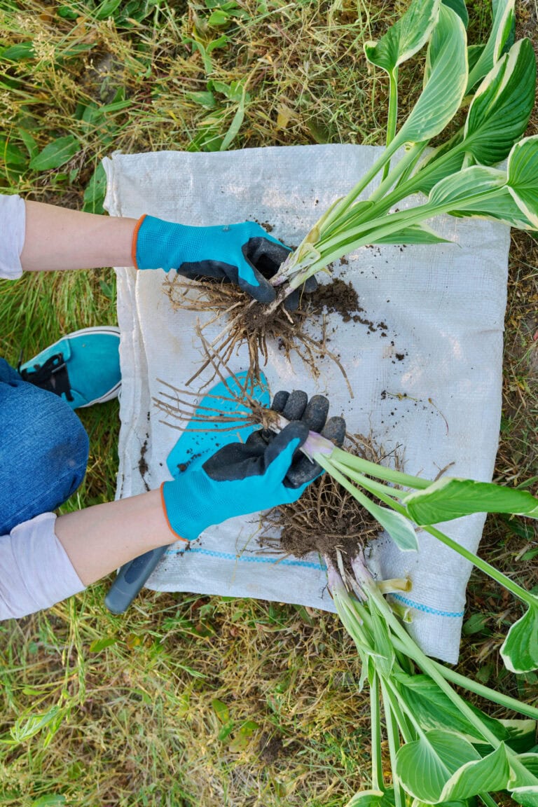 How To Divide Hostas This Fall For Bigger, Healthier Plants Next Year