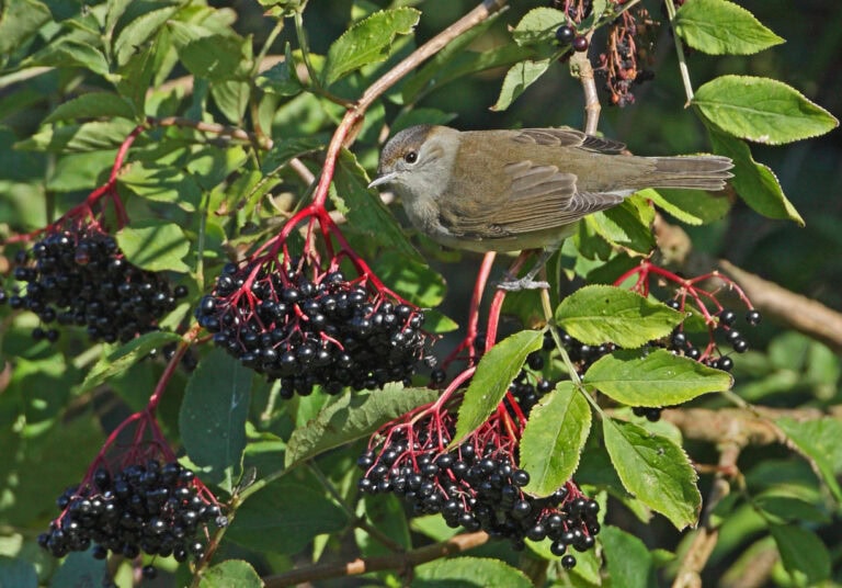 9 Plants Not To Cut In Fall: Birds Need Them For Winter