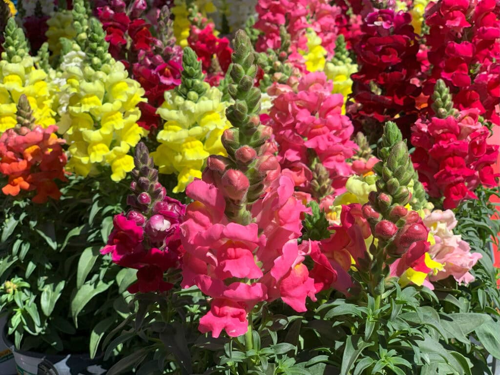 12 Cold & Frost Tolerant Annuals To Grow In Cool Weather