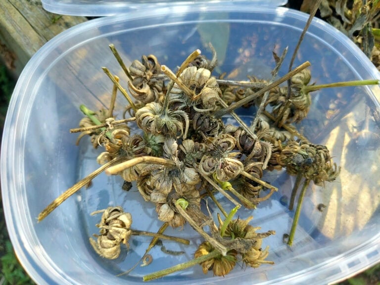 How to Store Garden Seeds So They Last for Years
