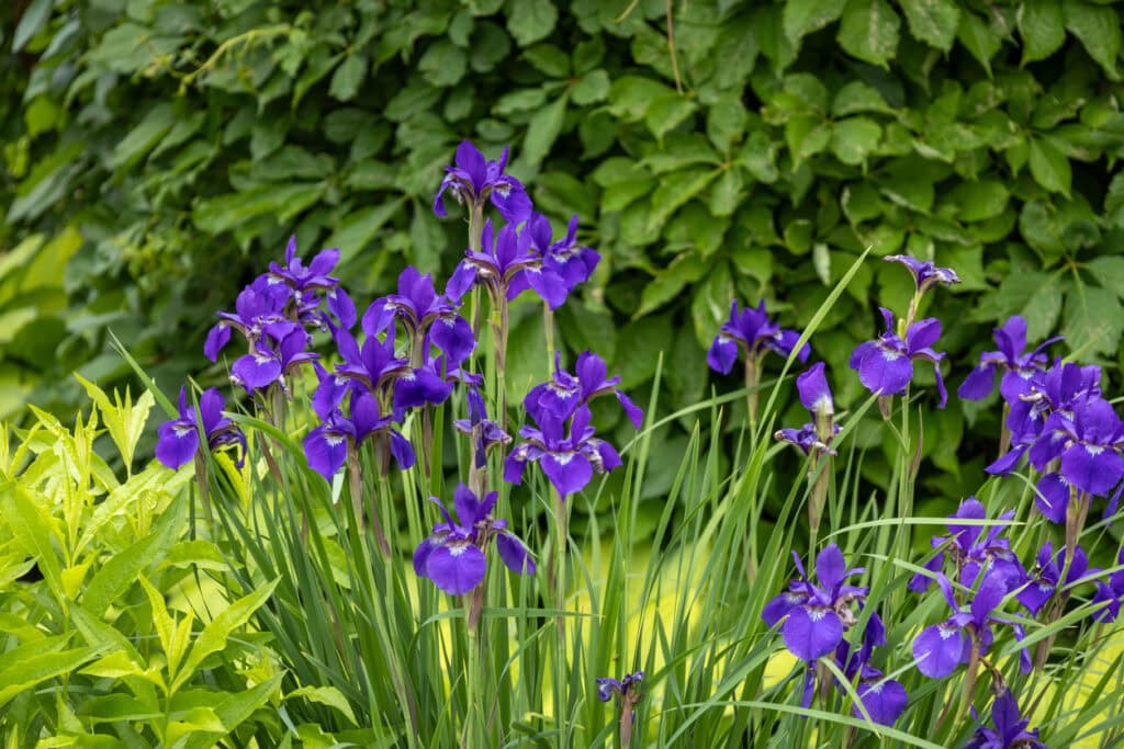 9 Perennials That Thrive For Decades & Bloom Every Year