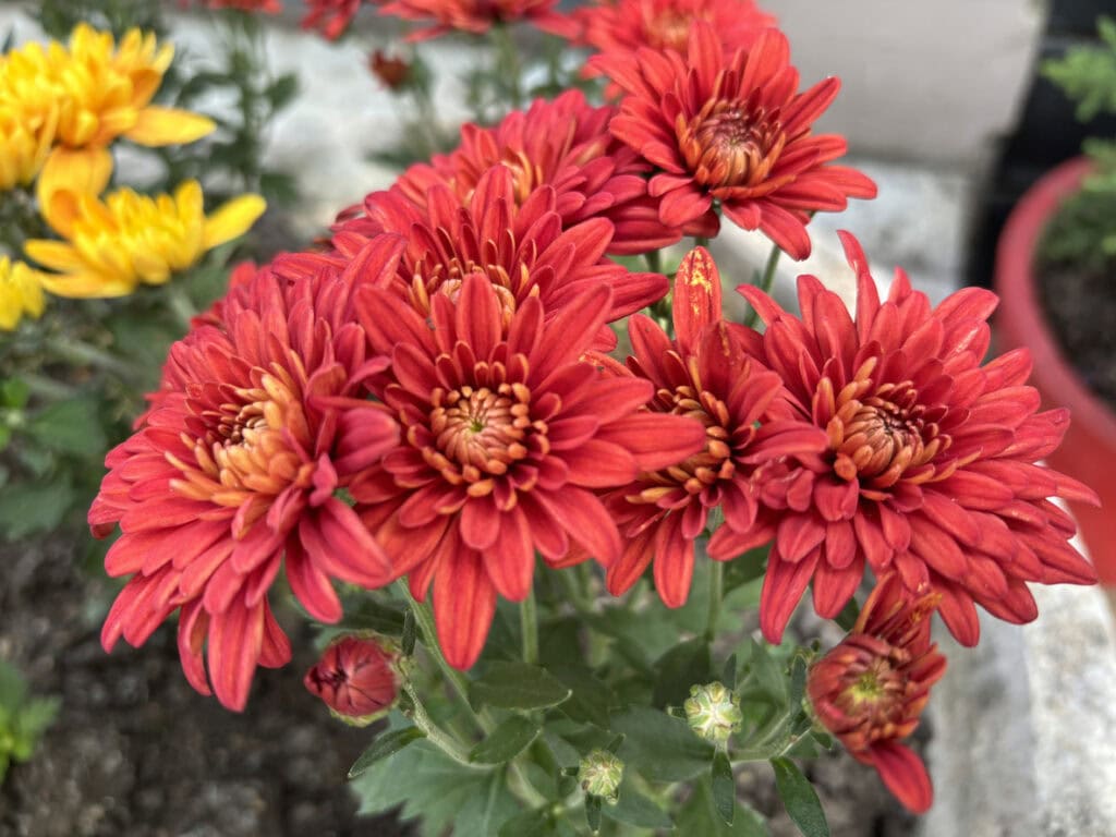 12 Cold & Frost Tolerant Annuals To Grow In Cool Weather