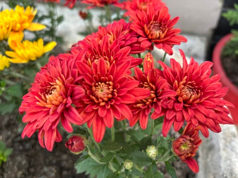 12 Cold & Frost Tolerant Annuals To Grow In Cool Weather