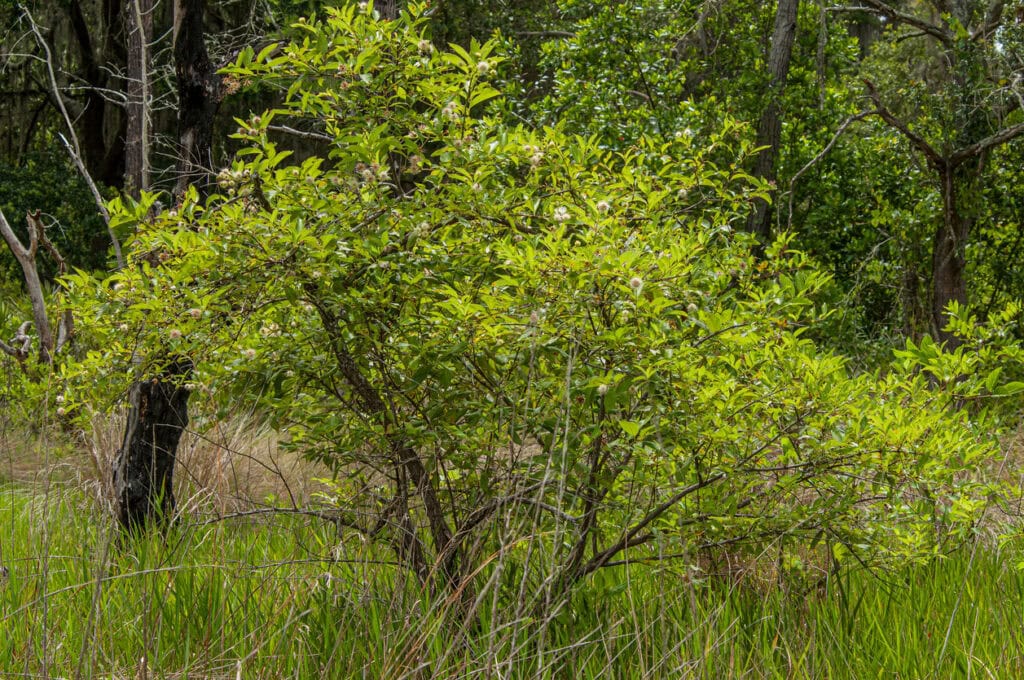 9 Non-Invasive Privacy Shrubs That Are Fast-Growing & Native