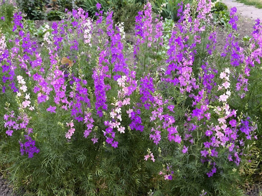 11 Flowers To Plant In September For A Stunning Spring Display
