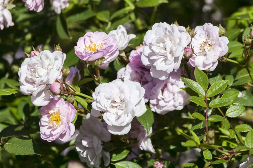Cut Back Or Leave Alone? What To Do With Roses After They Bloom