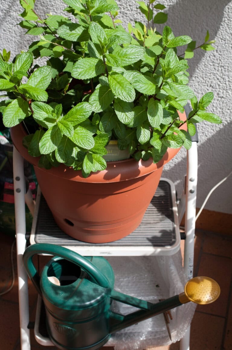 9 Shade-Tolerant Herbs That Grow Well Without Full Sun