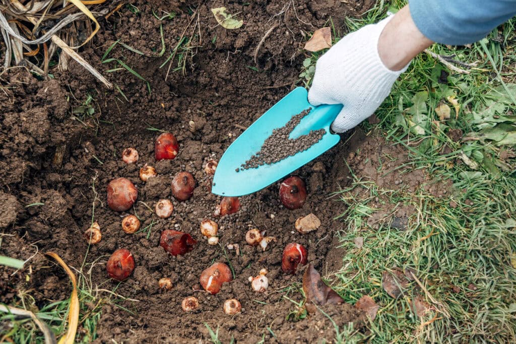 Tiny Garden Habit - Making the Most of Your Small Garden