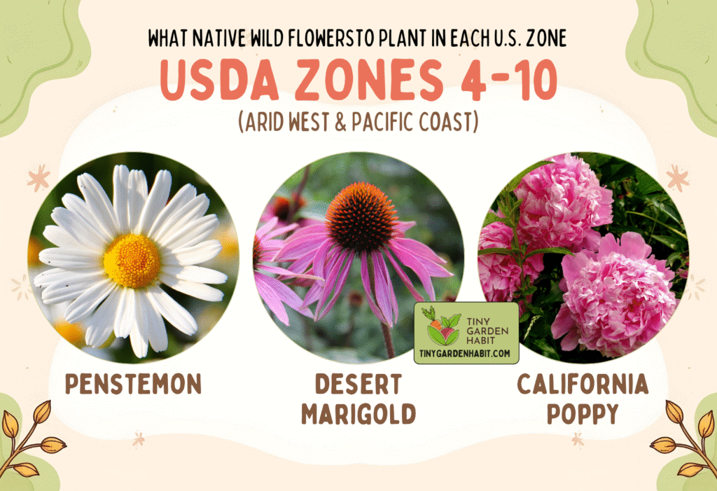 Native Wild Flowers by Region: What to Plant in Each U.S. Zone