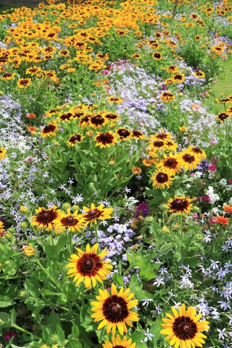 Native Wild Flowers by Region: What to Plant in Each U.S. Zone