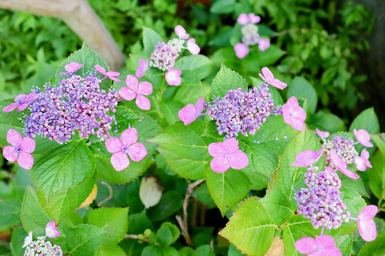 11 Flowers That Change Color As They Grow