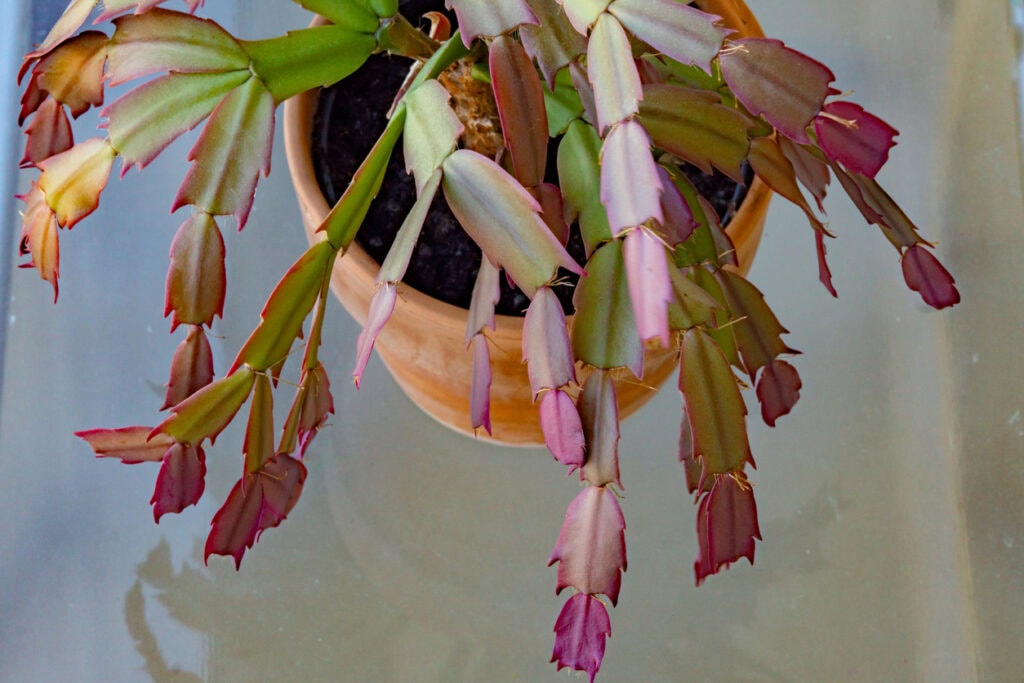 How To Properly Water A Christmas Cactus and Avoid Root Rot