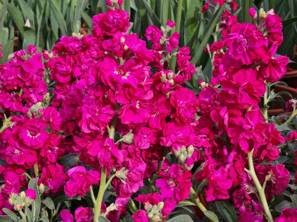 12 Cold & Frost Tolerant Annuals To Grow In Cool Weather