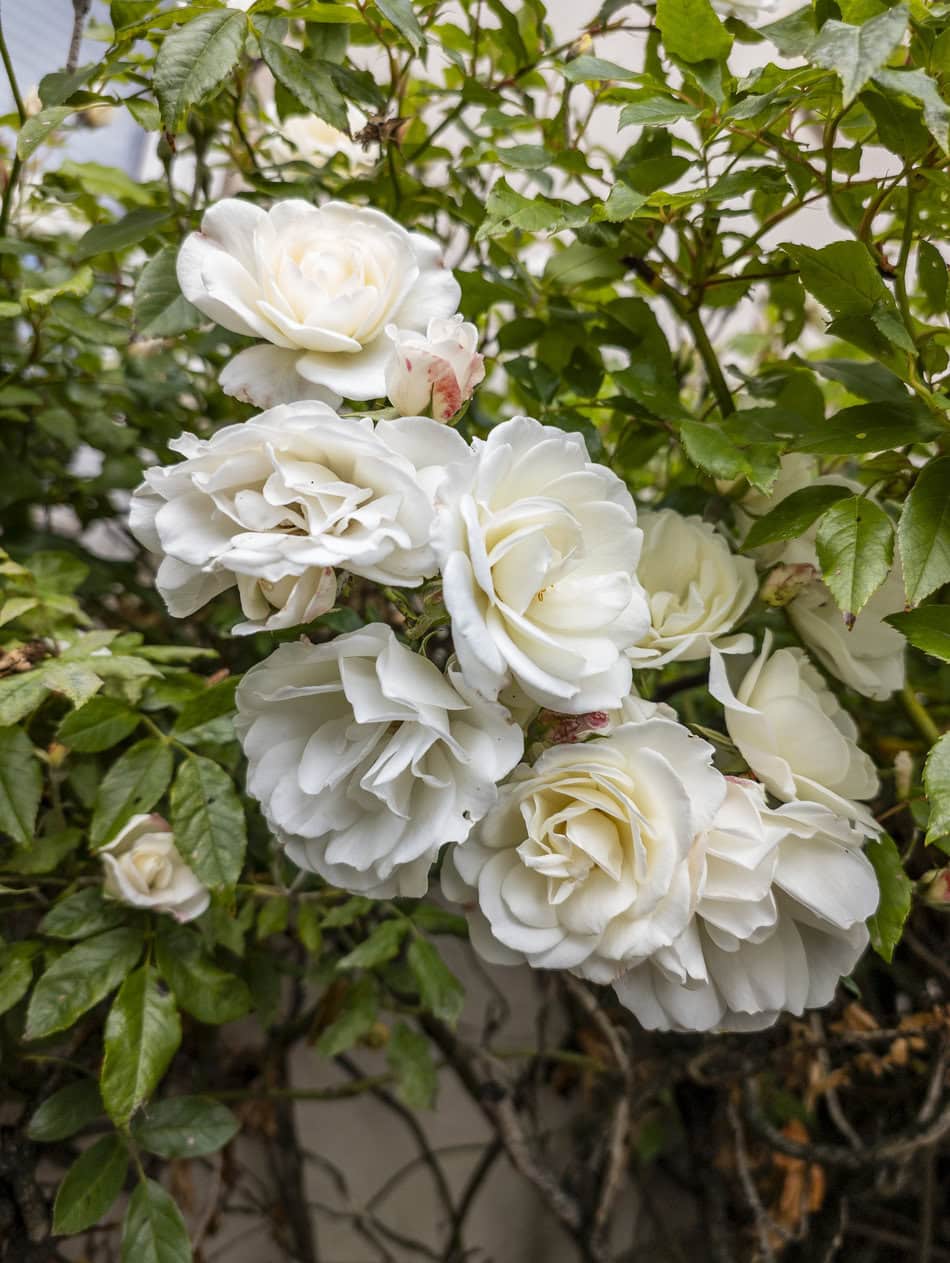 Which Roses to Prune in Fall (And Which Cuts Will Kill Them)