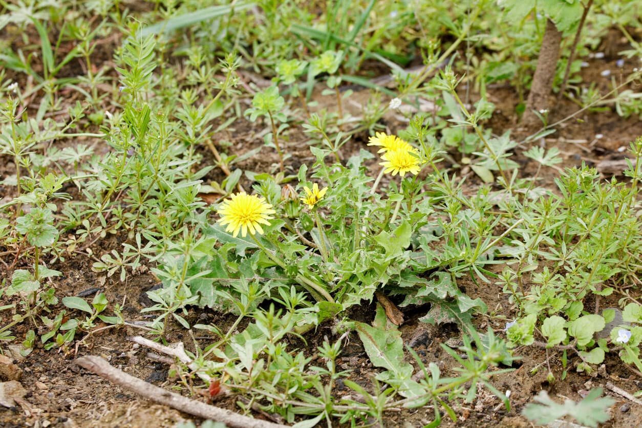 11 Plants That Practically Fertilize The Soil For You