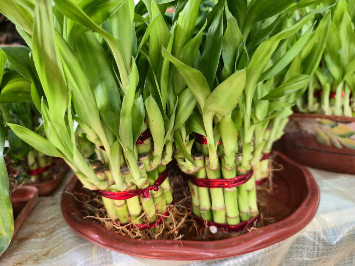 14 Houseplants That Grow Without Sunlight (Shade-Loving Plants)
