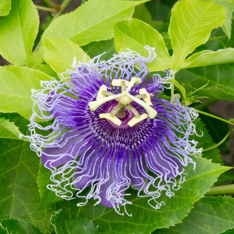 Native Wild Flowers by Region: What to Plant in Each U.S. Zone