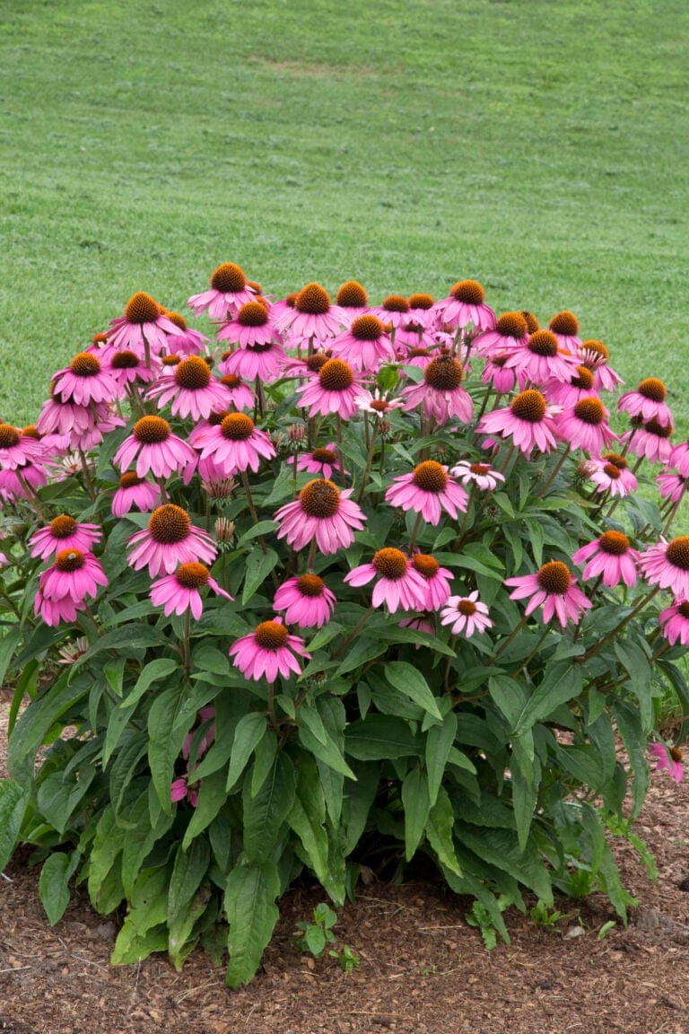 12 Essential Tips For Growing and Caring For Coneflowers