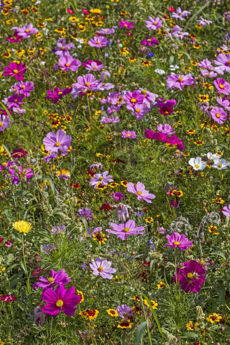 9 Great Companion Plants To Grow With Cosmos