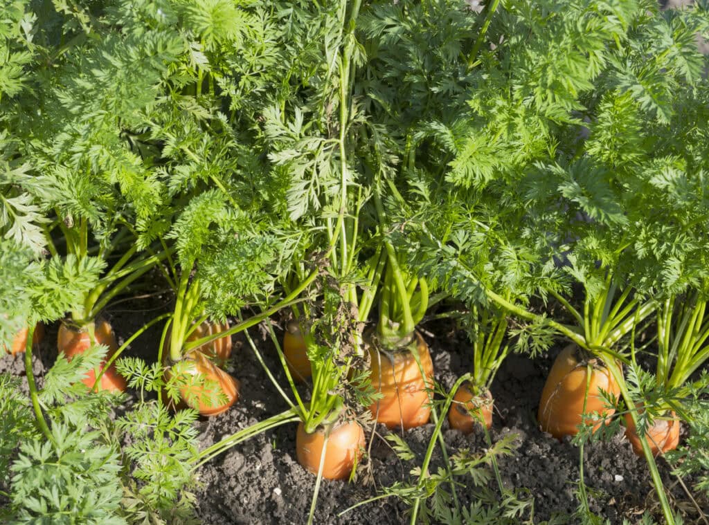 7 Cold-Hardy Vegetables to Plant in April Before Warm Weather Arrives