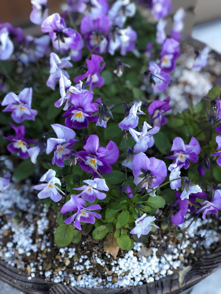 12 Cold & Frost Tolerant Annuals To Grow In Cool Weather