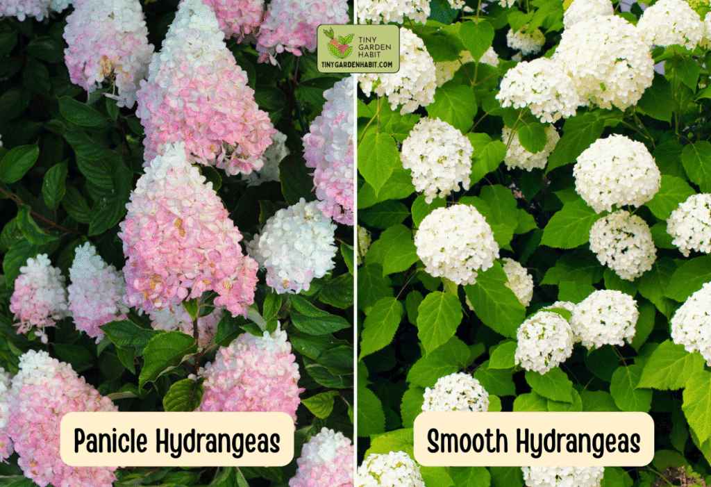 14 Plants to Prune in March for Gorgeous Growth