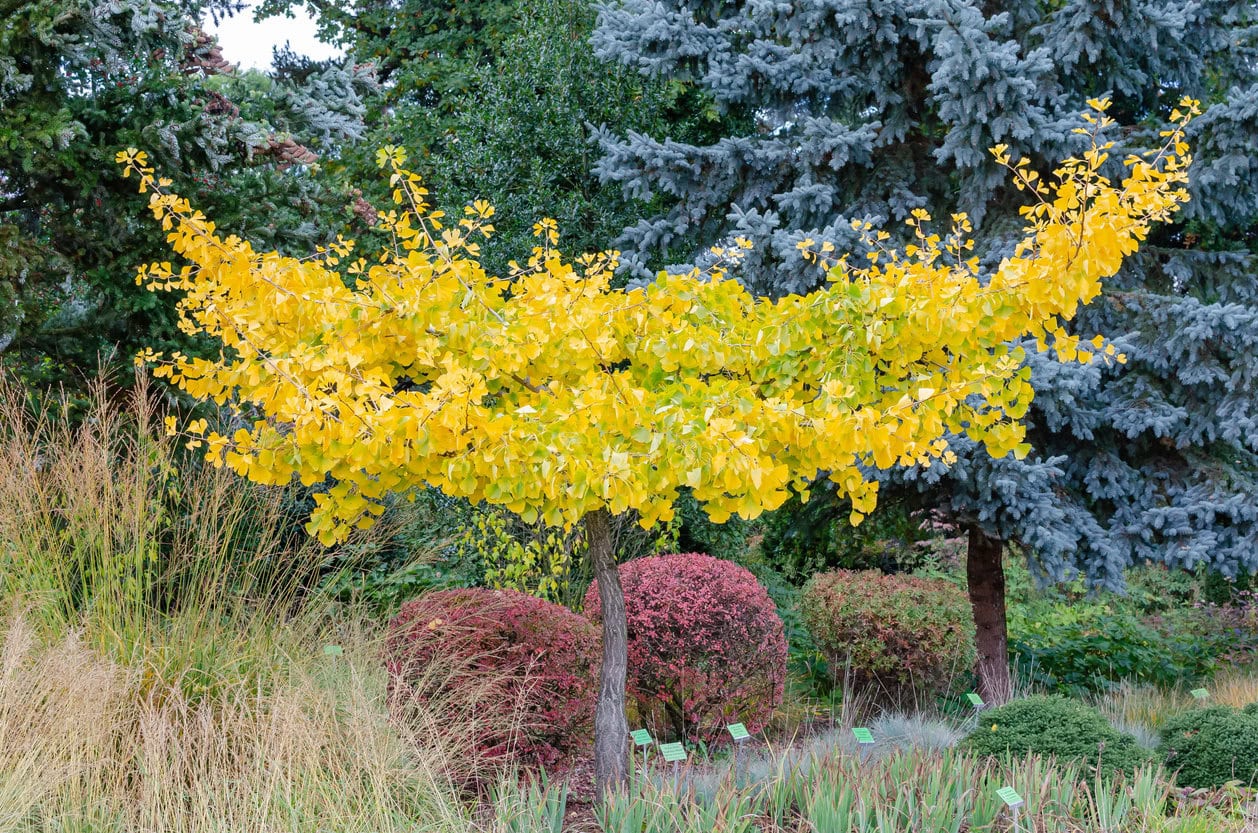 7 Trees and Shrubs You Can Still Transplant in December
