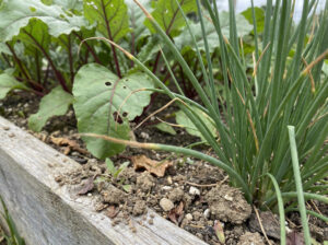 9 Beet Companion Plants That Don’t Compete for Space