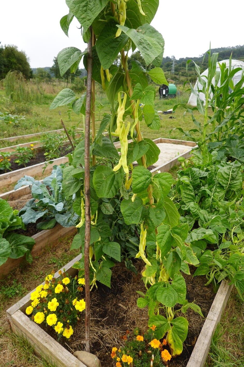 9 Companion Plants for Beans That Increase Yields