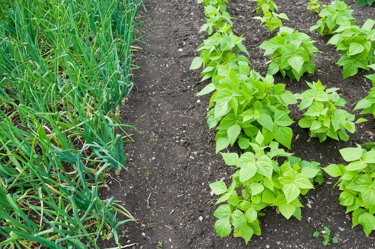 9 Companion Plants for Beans That Increase Yields