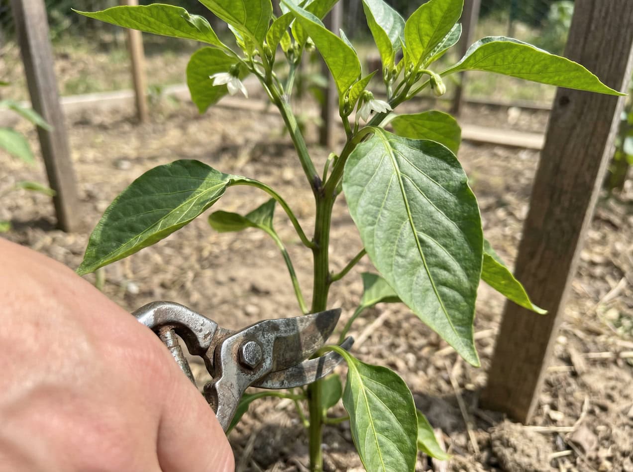 The Easiest Way To Prune Pepper Plants For A Higher Yield