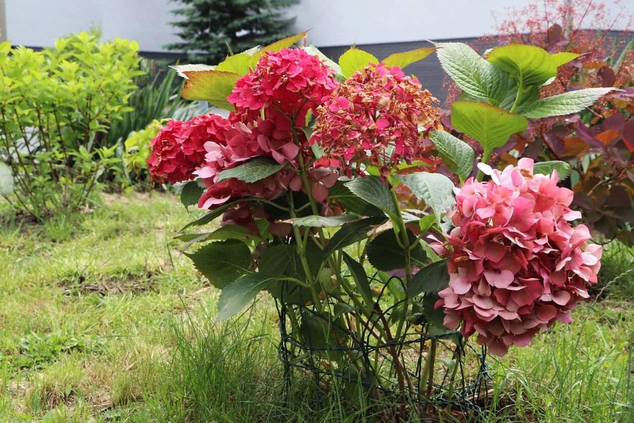 Hydrangea Care in May: 7 Essential Tasks for Healthy Growth and ...