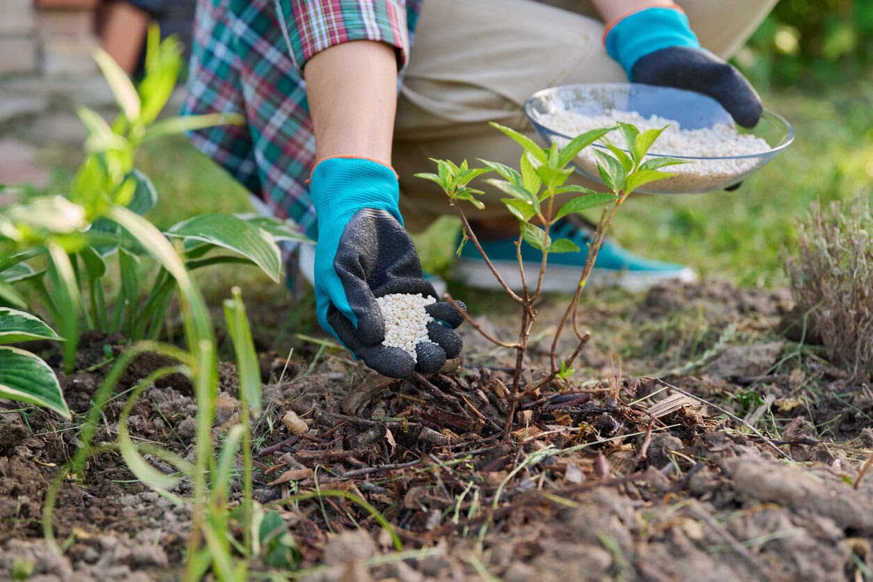 Hydrangea Care in May: 7 Essential Tasks for Healthy Growth and ...