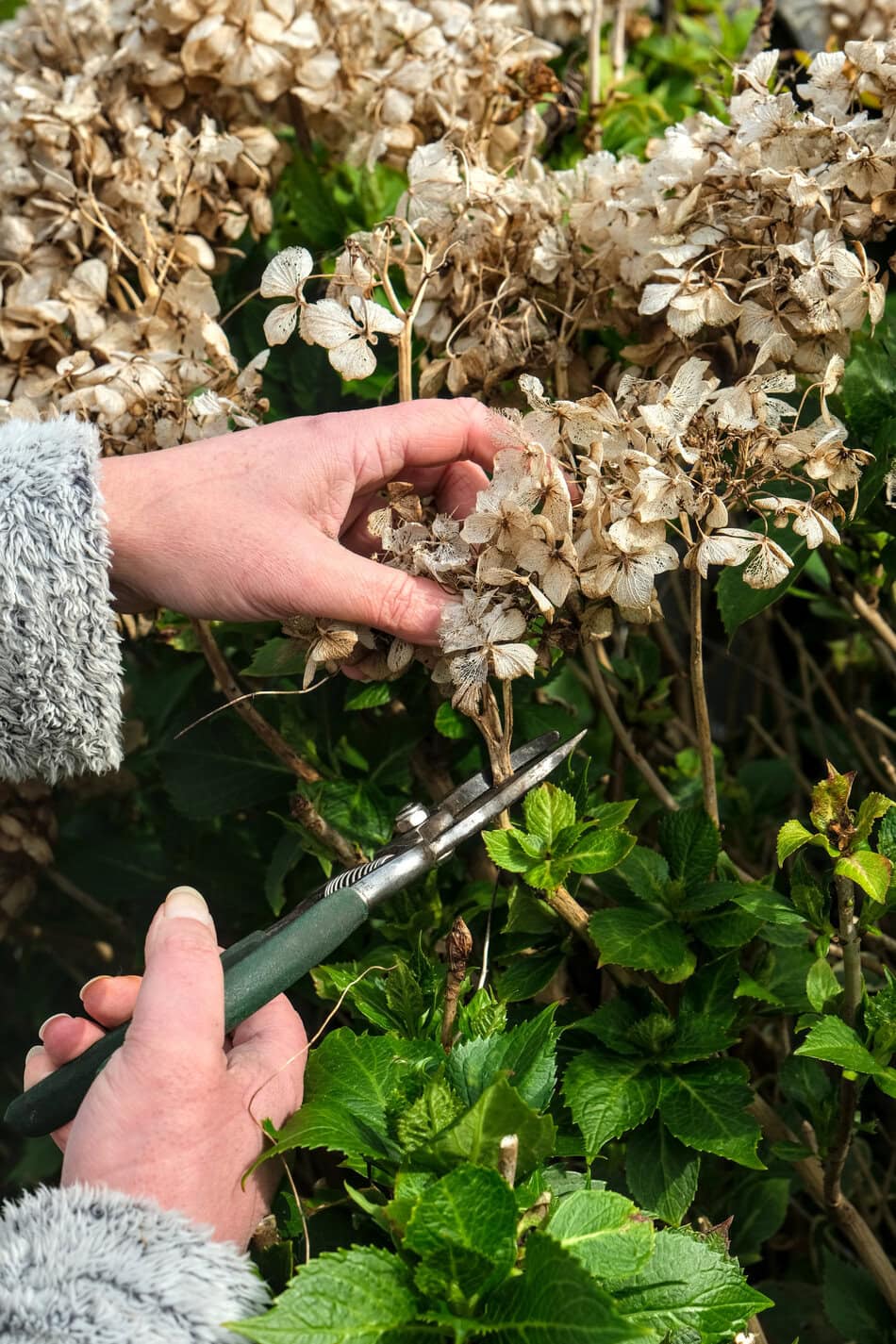 Hydrangea Care in May: 7 Essential Tasks for Healthy Growth and ...