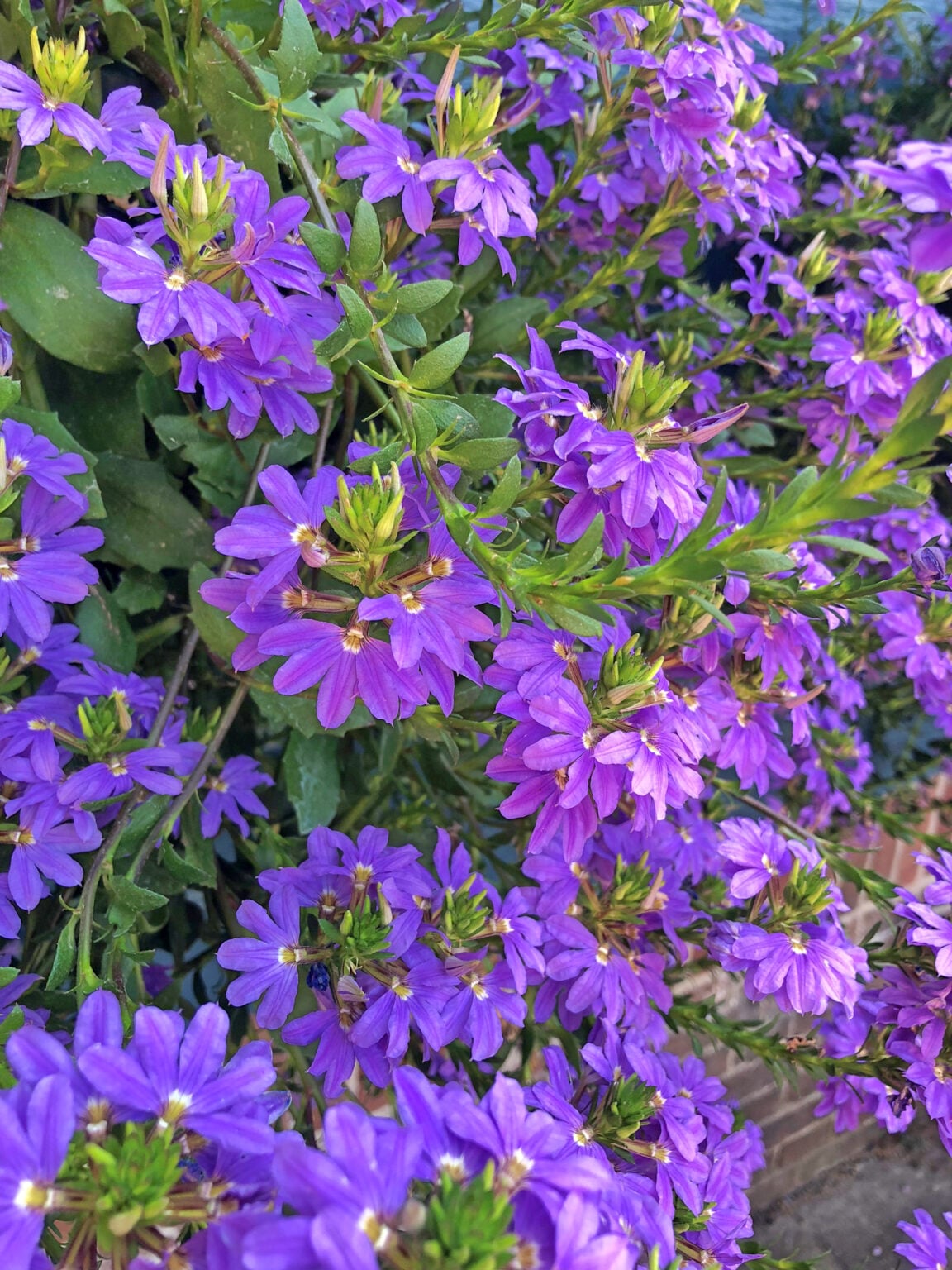 Full-Sun Border Plants That Stay Pretty When Summer Gets Brutal