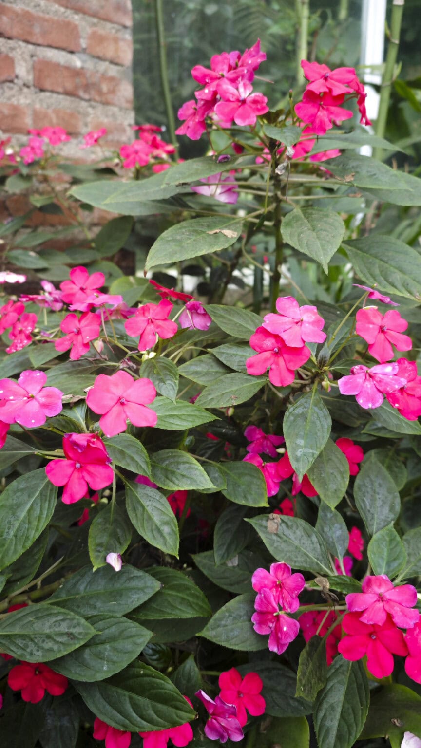 When And How To Feed Impatiens For Nonstop Color In Pots And Beds